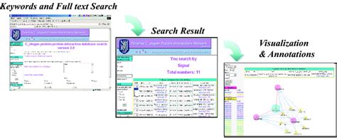 Interface And Visualized Interaction Networks Of Putative Worm