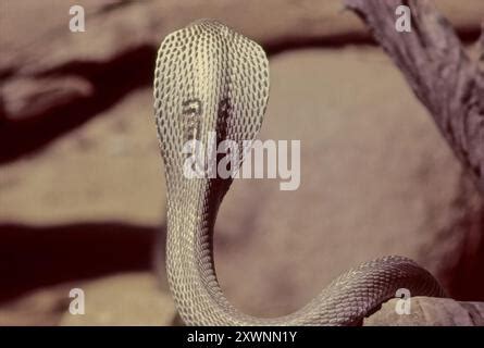 The Indian Cobra Naja Naja Also Known Commonly As The Spectacled