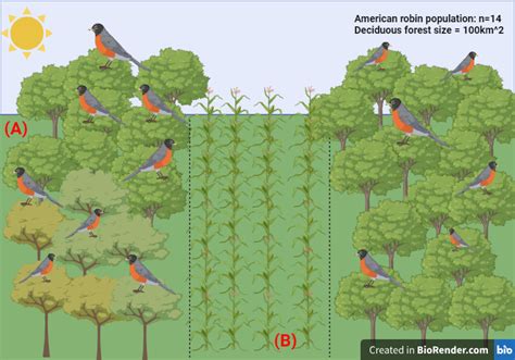 Population Density Ecology Breaking Down Population Density Into