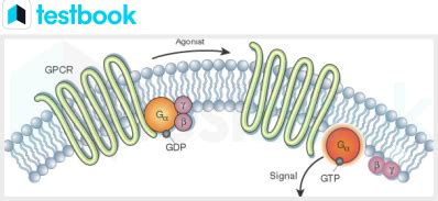 Cell Signaling MCQ Free PDF Objective Question Answer For Cell Signaling Quiz Download Now