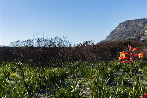 Ecosystem Resilience Silvertree Photography