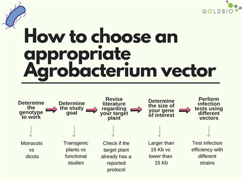 How To Choose The Right Agrobacterium Vector For Plant Transformation Goldbio