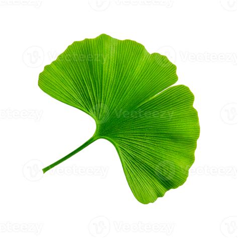 Fresh Ginkgo Biloba Green Leaf Top View 53122545 Png