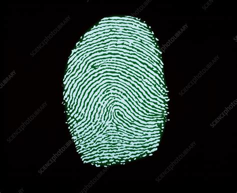 Human Fingerprint Stock Image P7100320 Science Photo Library