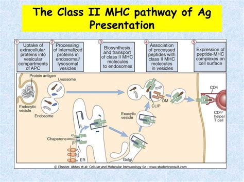 Ppt T Cell Receptor Tcr And Mhc Complexes Antigen Presentation
