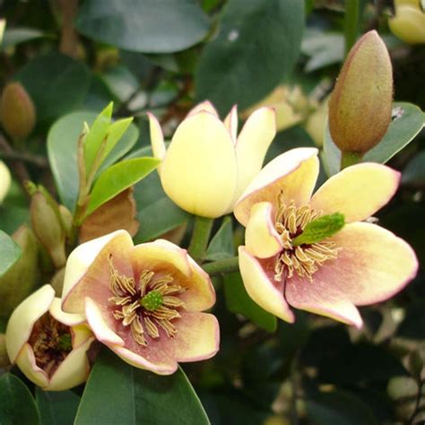Michelia Figo And Banana Shrub Seeds Heyou Seeds