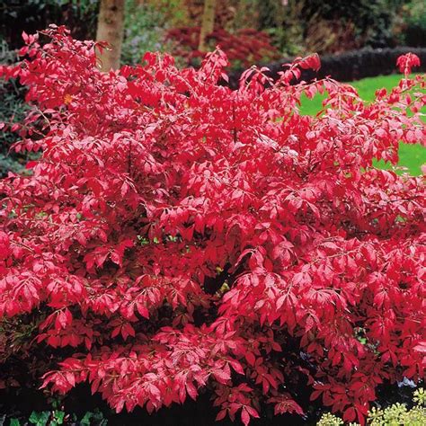 Euonymus Alatus Burning Bush 1 Shrub Buy Online Order Yours Now