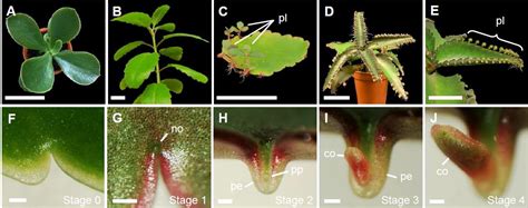 Vegetative Propagation Bryophyllum