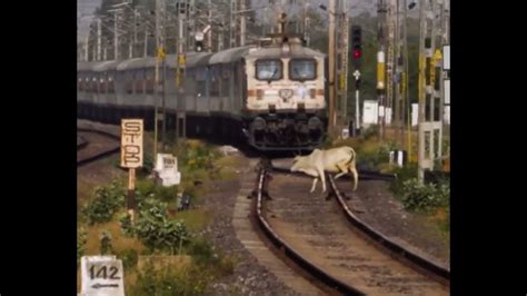 인도기차에 로드킬 당하는 소 Youtube