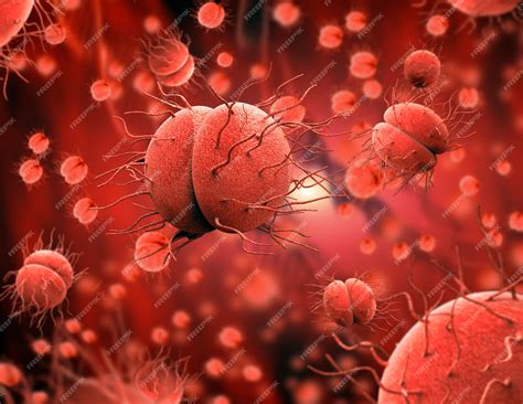 Neisseria Gonorrhoeae Microscope