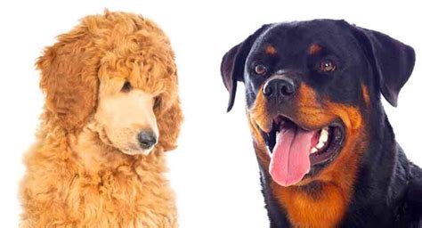 Rottle Dog A Complete Guide To The Rottweiler Poodle Mix Breed