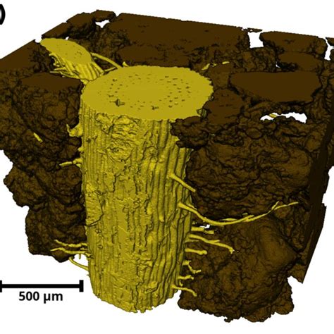 3d Rendering Showing A Root Segment As Well As Root Hairs In Yellow Download Scientific