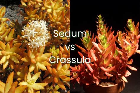 Sedum Or Crassula A Gardeners Guide To Telling Them Apart Succulent