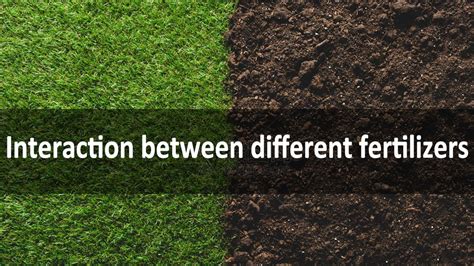 interaction between different fertilizers