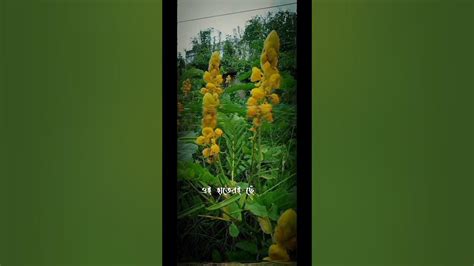 কোন ভুলে তুমি শুলে বলো 😔 প্রেম আমার ও প্রেম আমার Whatsappstatushatsapp Youtube