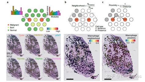 空间转录组基础分析之整合篇 知乎