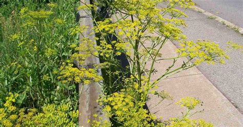 Poisonous Plants Like Wild Parsnip Could Spoil Your Summer Cbs News