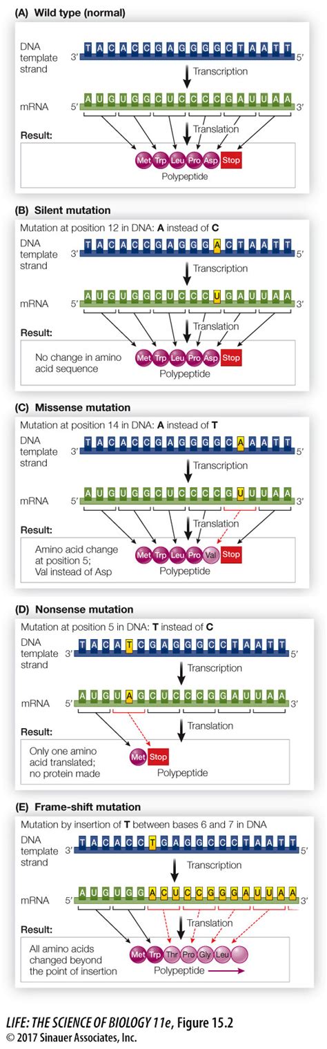 Mutation Genetic Code