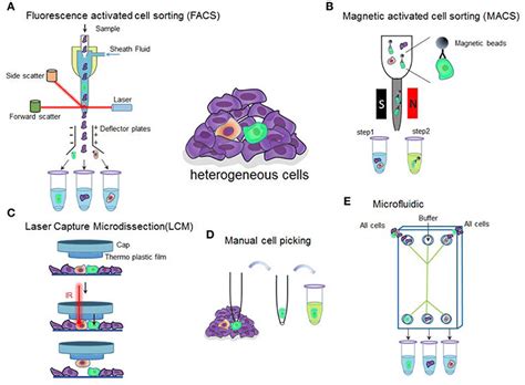 Overview Of Single Cell Isolation Technologies Discussed In The