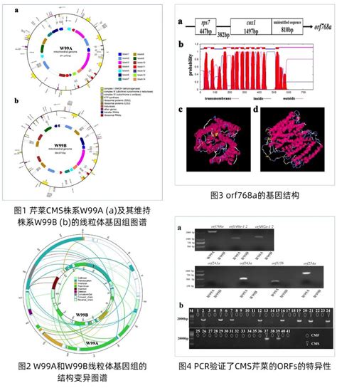 一文看够，植物线粒体基因组分析套路 知乎