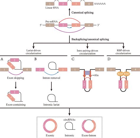 The Formation Process Of Circrna A The Ribosomal Protein Assembles