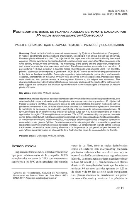 Pdf Basal Root Rot Of Mature Plants Of Tomato Caused By Pythium
