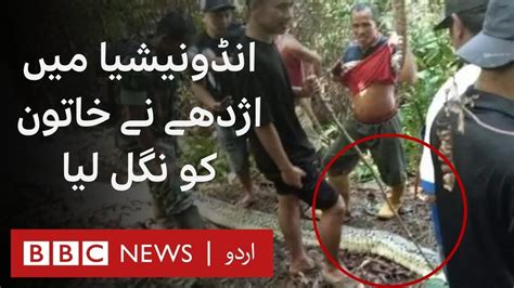 Indonesia Python Eats Indonesia Woman Bbc Urdu Youtube