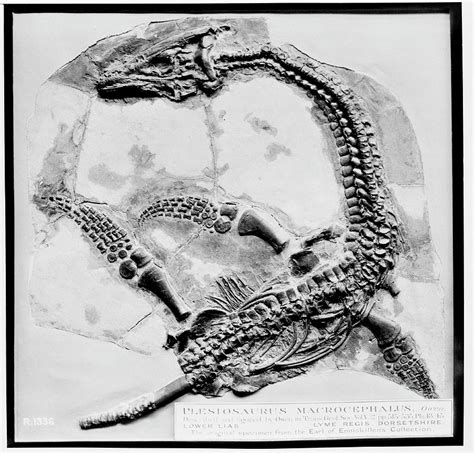 Plesiosaur Fossil Photograph By Natural History Museum Londonscience