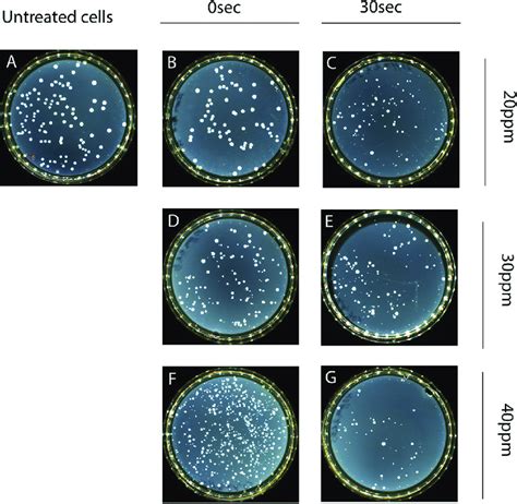 Alterations In Colony Morphotypes After Exposure Of L Monocytogenes To Download Scientific