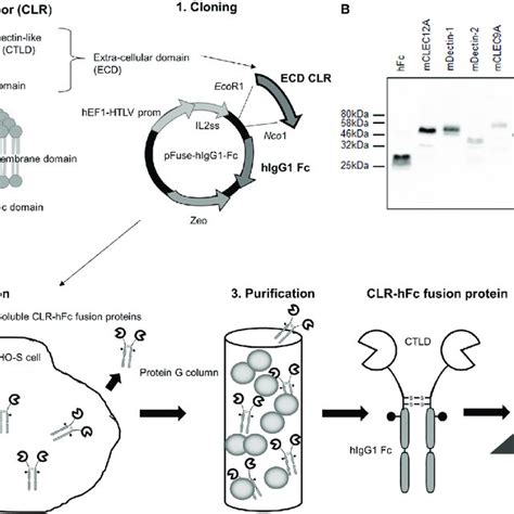 A Overview Of The Generation And Production Of C Type Lectin Download Scientific Diagram