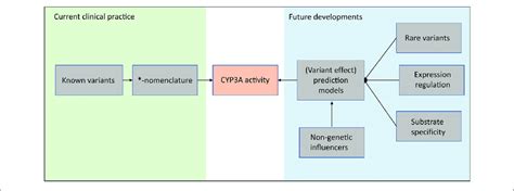 A Framework Of Future Strategy For The Cyp3a Enzyme Activity Prediction Download Scientific