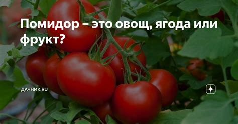 Помидор это овощ ягода или фрукт Дачникru Дзен