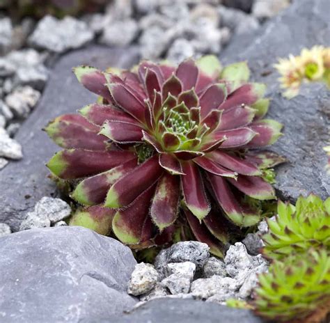 30 Stunning Varieties Of Hens And Chicks Plantglossary