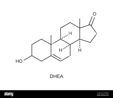 Dhea Structure Human Cytochrome P450 3a7 Binding Four Copies Of Its