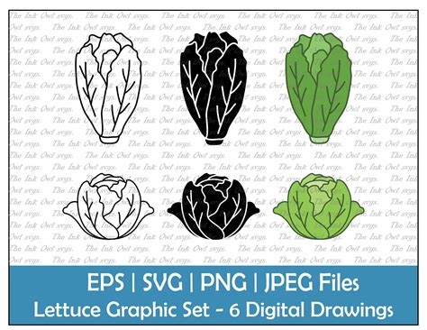 Lettuce Vector Clipart Set Outline And Stamp Drawing Illustrations
