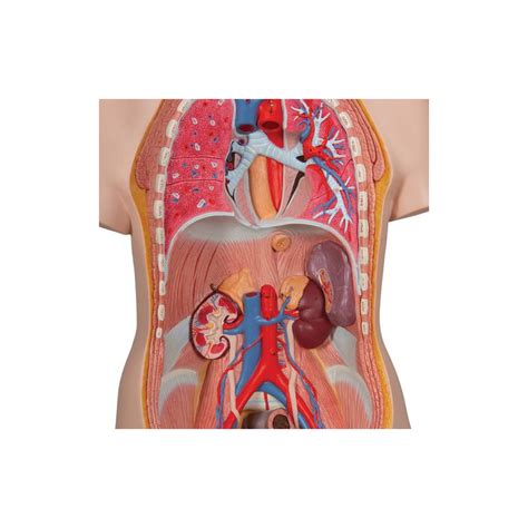 Πρόπλασμα Dual Sex ανθρώπινου κορμού 20 τμημάτων 3b Scientific Deluxe Medi Shopgr