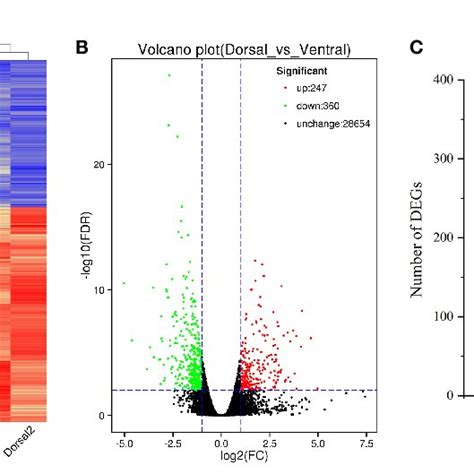 Transcriptomics Analysis Of The Dorsal And Ventral Stems Associated
