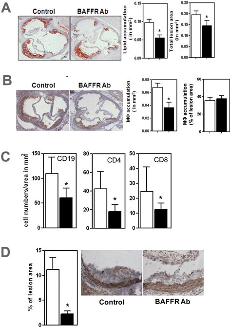 Atherosclerosis Ameliorated In Apoe 2 2 Mice Treated With Anti Baffr Download Scientific
