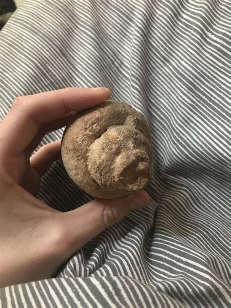 Can Anyone Identify Please Rfossils Can Anyone Identify Please Rfossils