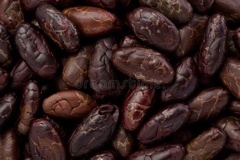 Whole Cacoa Nibs Theobroma Cacao Stock Image Image Of Nibs Cacao