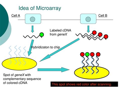 ppt microarray powerpoint presentation free download id 6629535