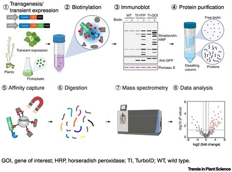 Turboid Based Proximity Labeling Accelerates Discovery Of Neighboring Proteins In Plants Trends
