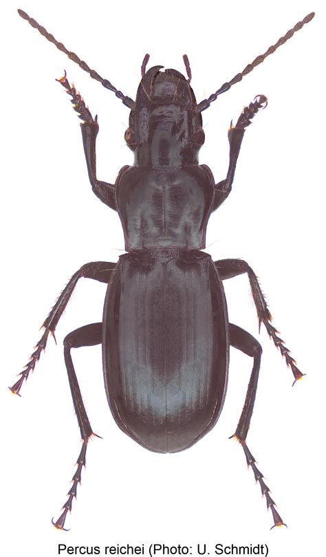 Percus Bestimmungstabelle