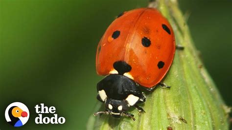 The Stunning Life Cycle Of A Ladybug The Dodo Youtube