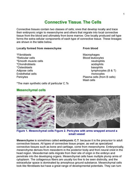 CH Connective Tissue The Cells Connective Tissue Cells Connective Tissues Contain