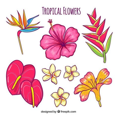 Hand Drawn Tropical Flower Set Free Vector Flower Drawing Tropical
