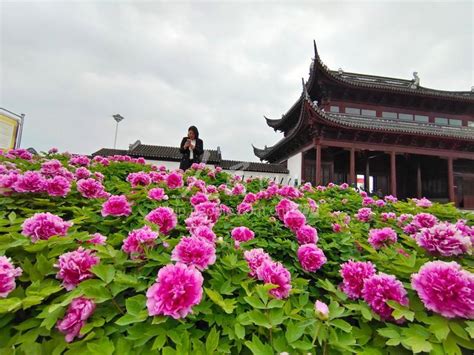 河南汝南牡丹花开春满园 人民图片网