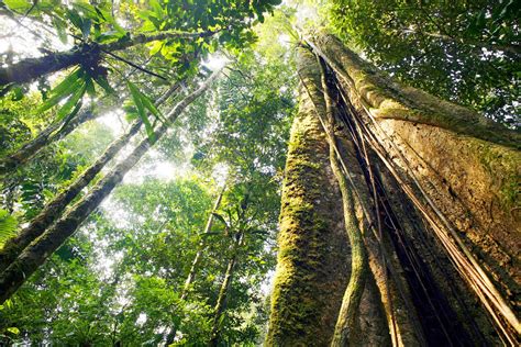 Amazon Jungle Food Chain