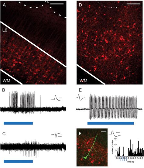 Optogenetic Activation Of L6 Ntsr1 And Gad2 Cells Expressing