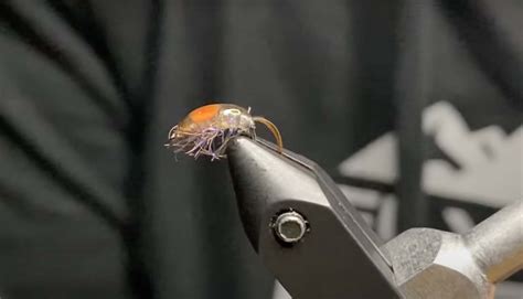Hot Spot Scud Fly Tying Pattern Fly Life Utah Midcurrent